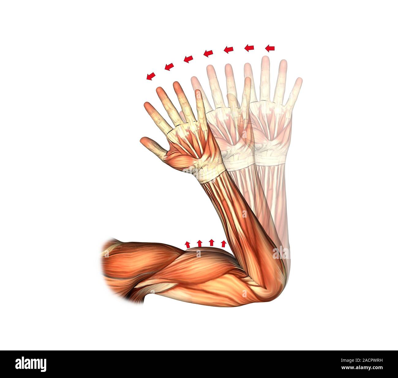 Elbow flexion. Artwork of the muscles of the arm from the front, with ...