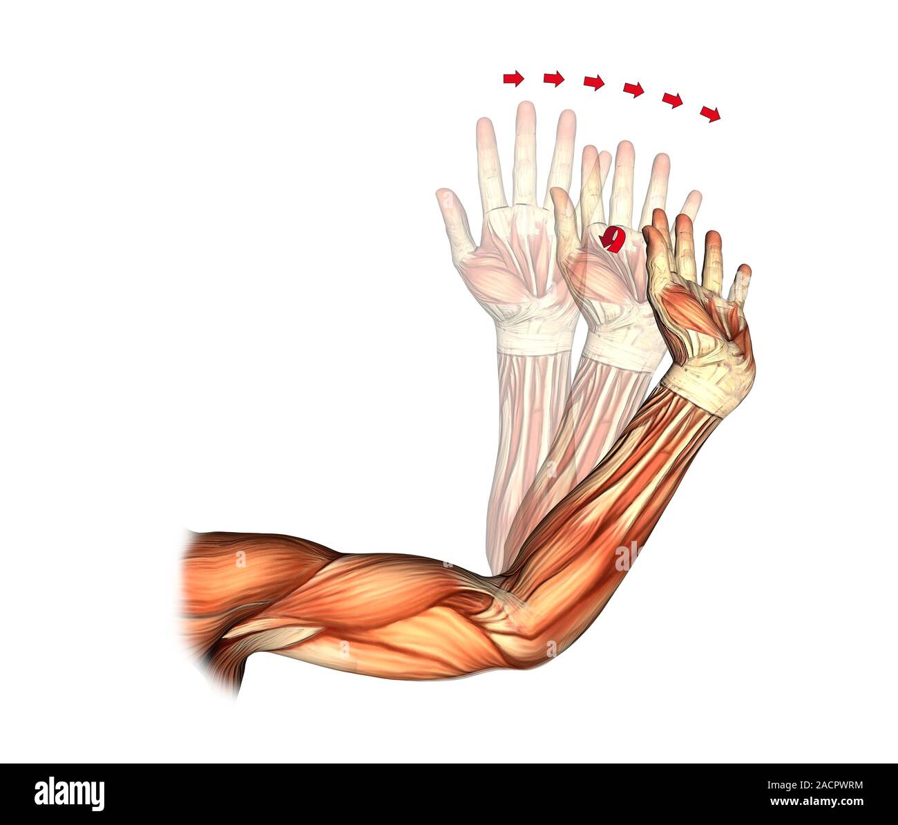 Elbow and wrist extension. Artwork of the muscles of the arm from the ...