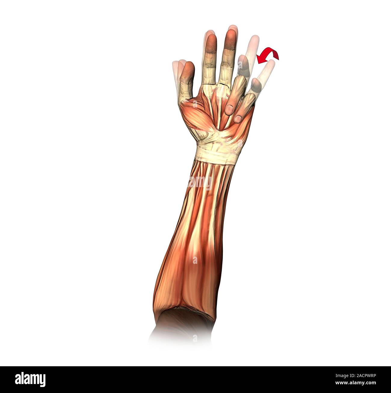 Little and ring finger flexion. Artwork of the muscles of the forearm ...