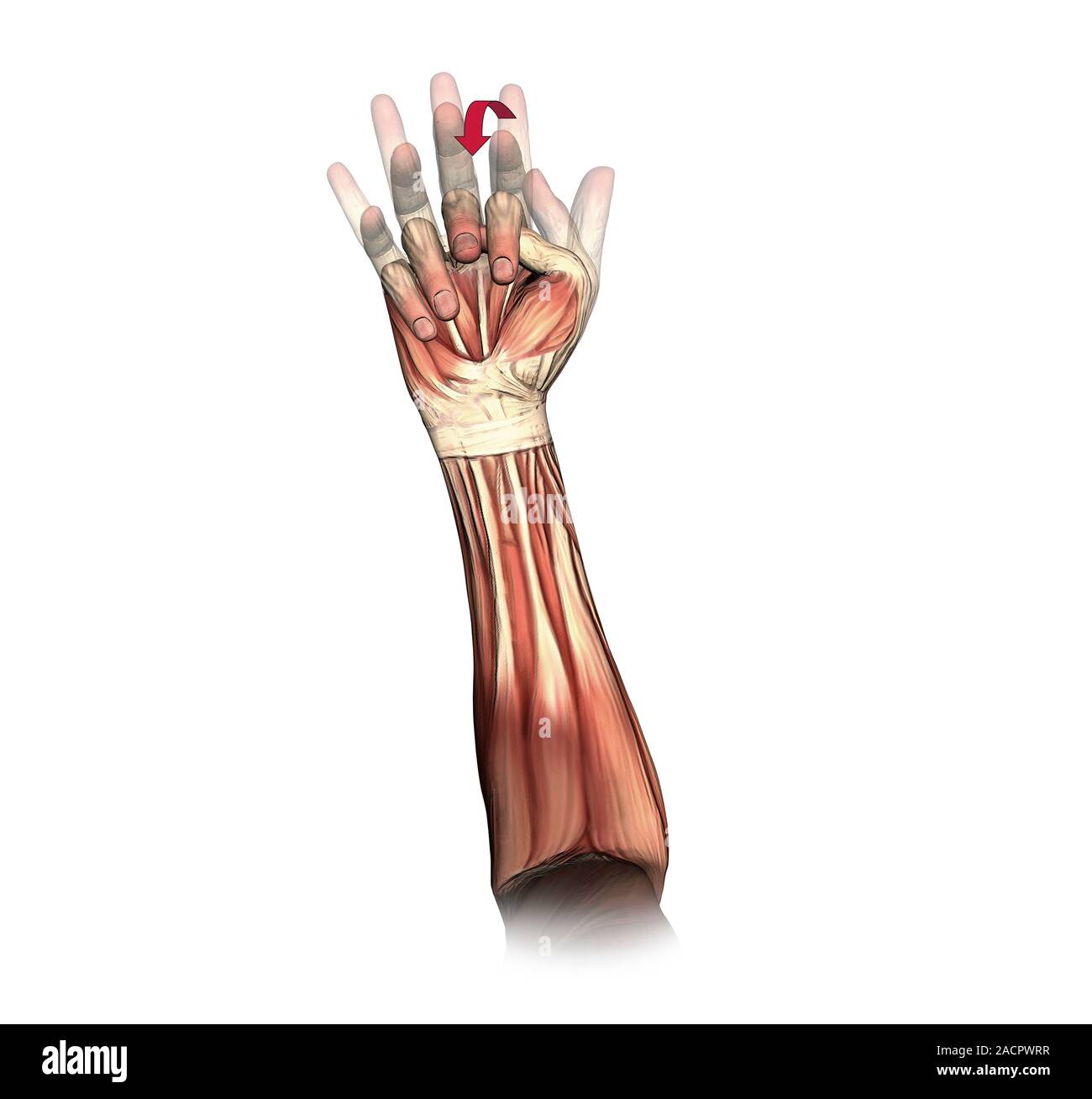 Fist clenching movement. Artwork of the muscles of the forearm and hand ...