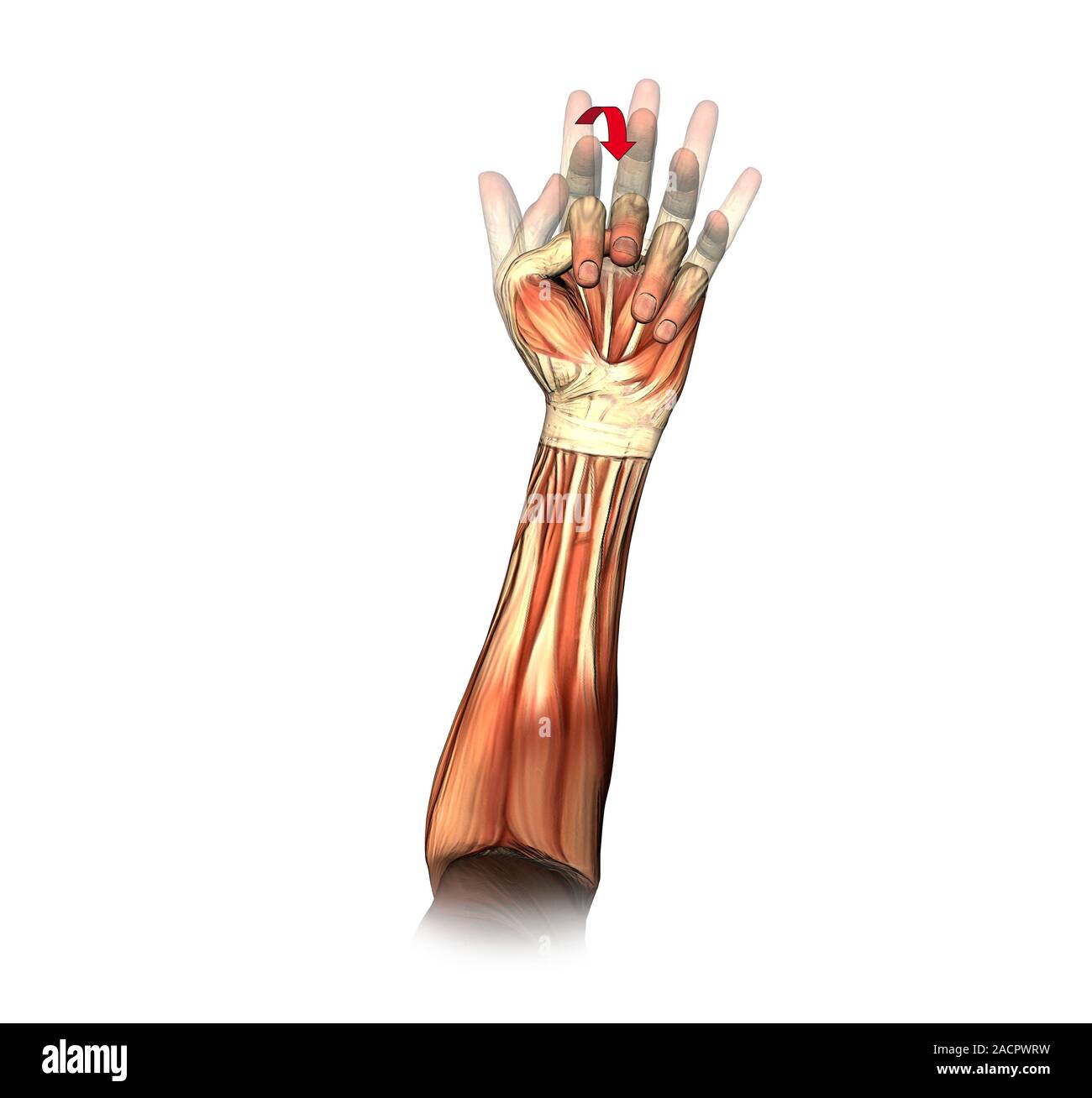 Fist clenching movement. Artwork of the muscles of the forearm and hand ...