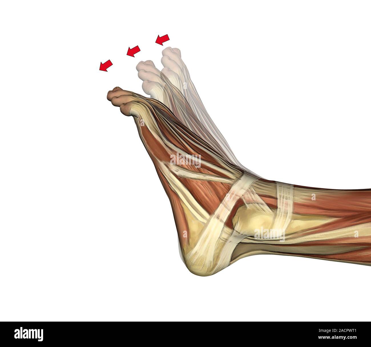 Plantarflexion of the foot. Artwork of the muscles of the foot from the ...