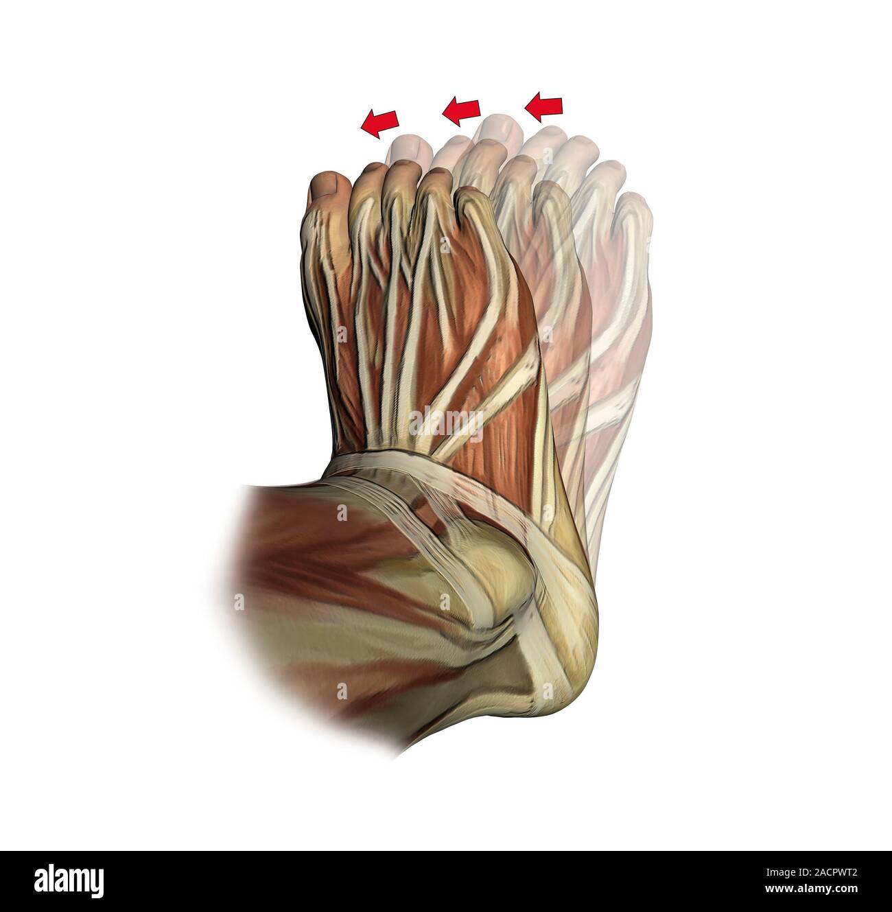 Inversion of the foot. Artwork of the muscles of the foot from above ...