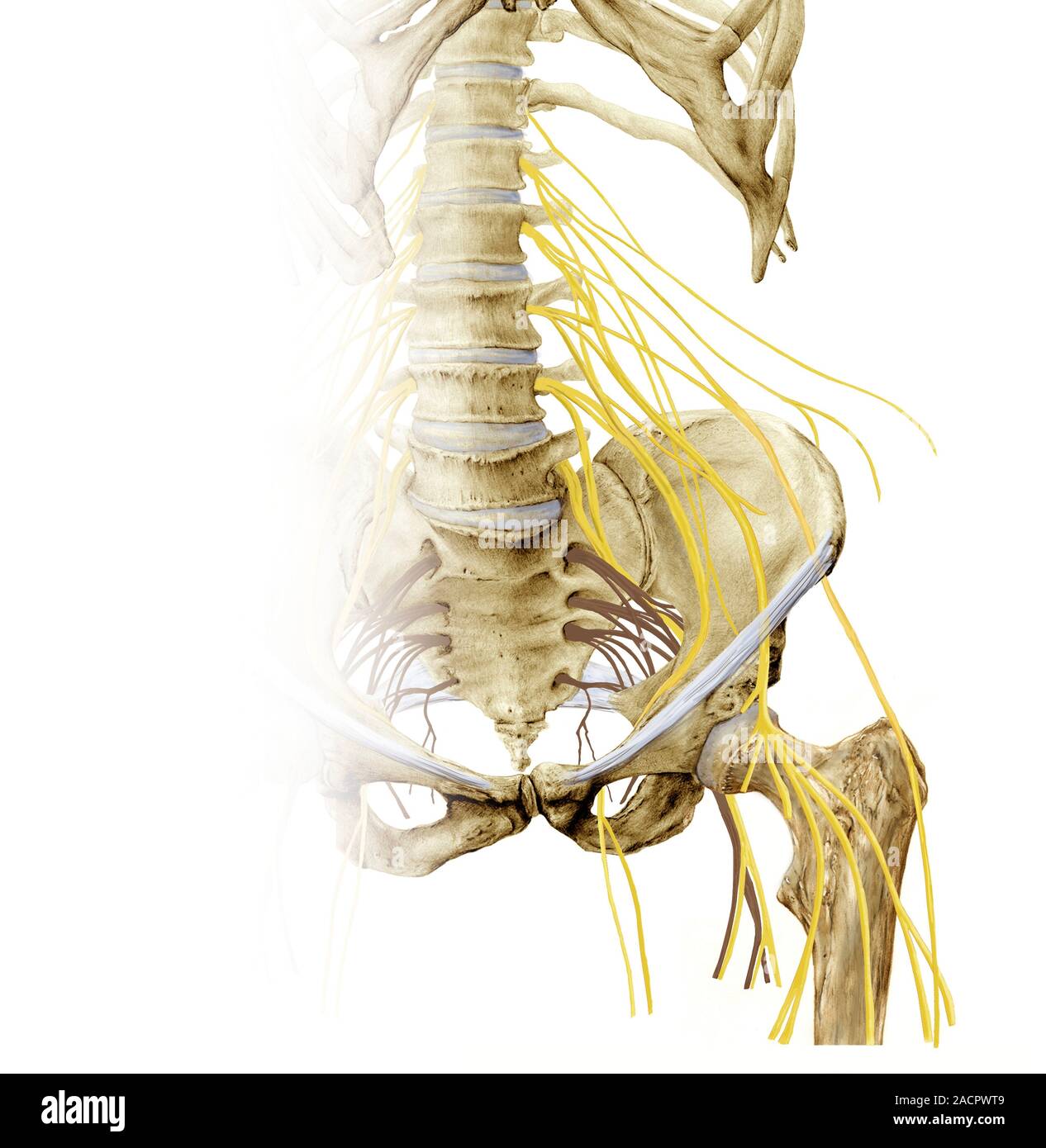 Left hip and nerve plexus. Artwork of the nerves (yellow) and bones of ...