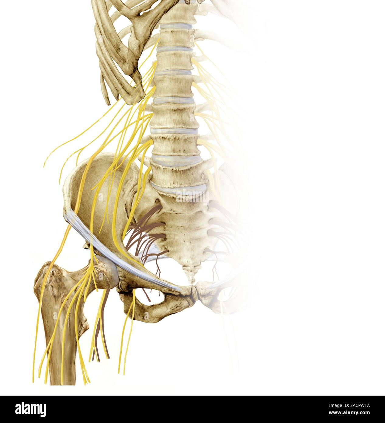 Right hip and nerve plexus. Artwork of the nerves (yellow) and bones of ...