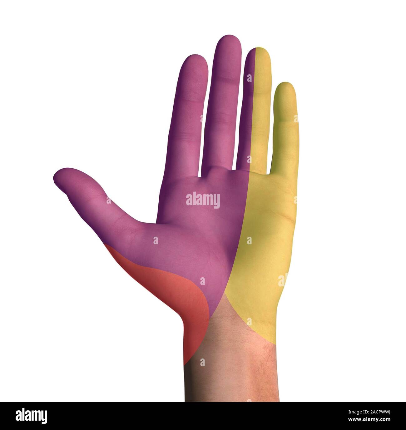 Hand palmar nerve regions. Artwork of the hand, palm side up, colour ...