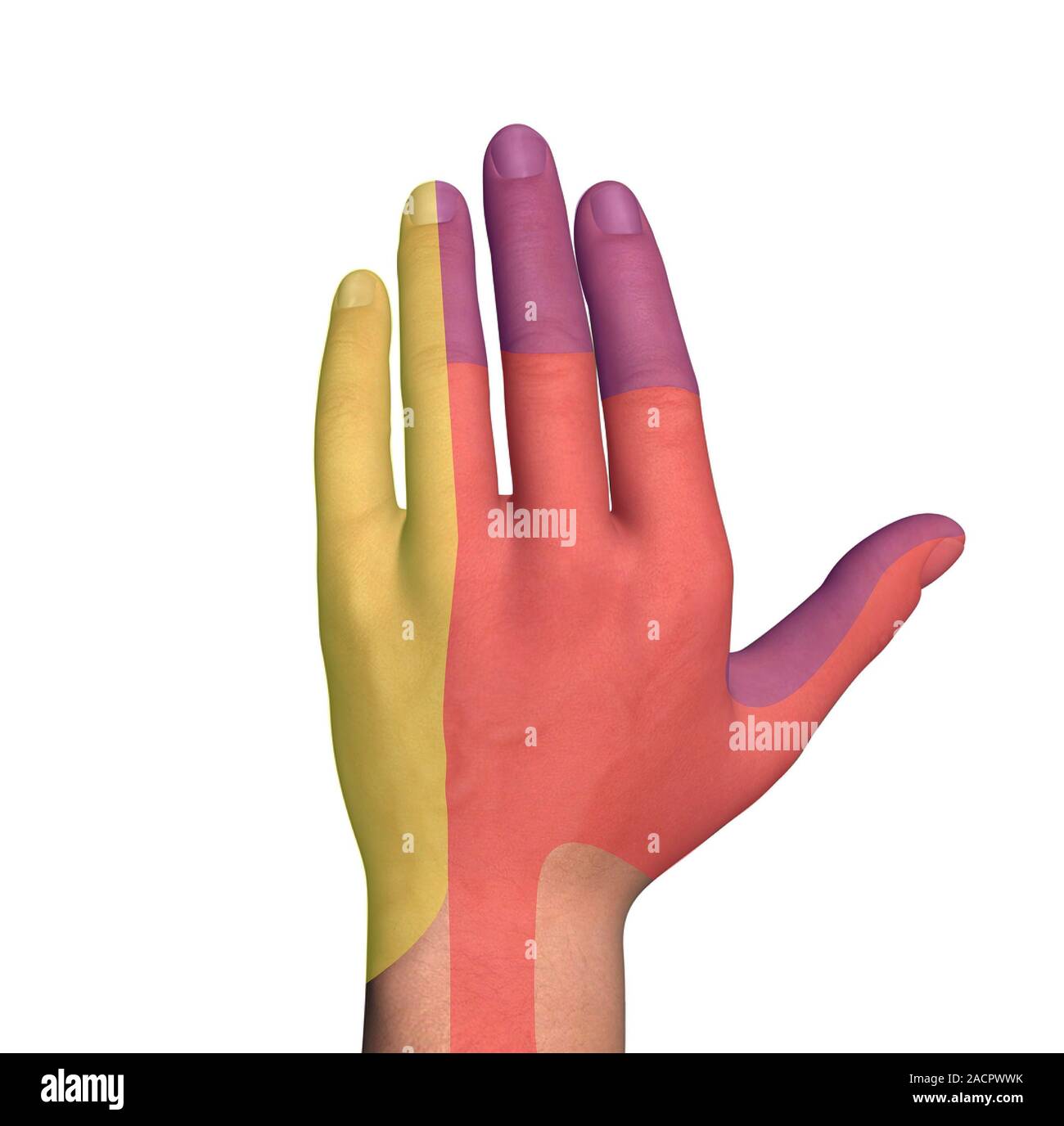 Hand dorsal nerve regions. Artwork of the hand, dorsal side up, colour ...