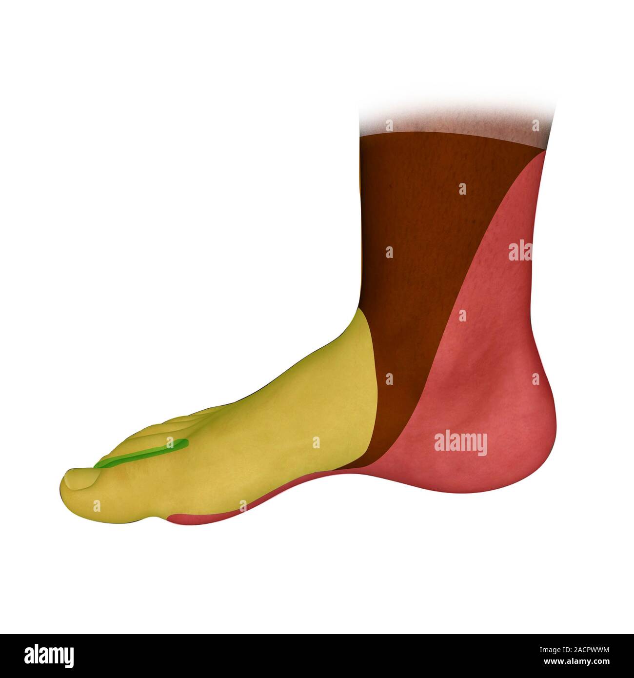Foot medial nerve regions. Artwork of the medial side of the foot ...