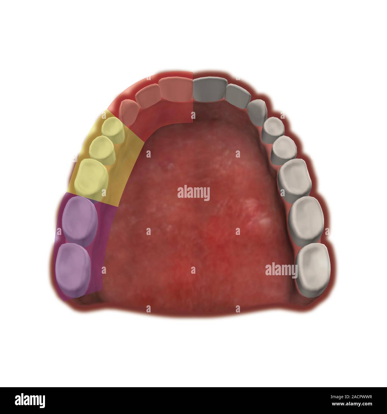 Dental maxillary nerve regions. Artwork of the teeth of the upper jaw ...