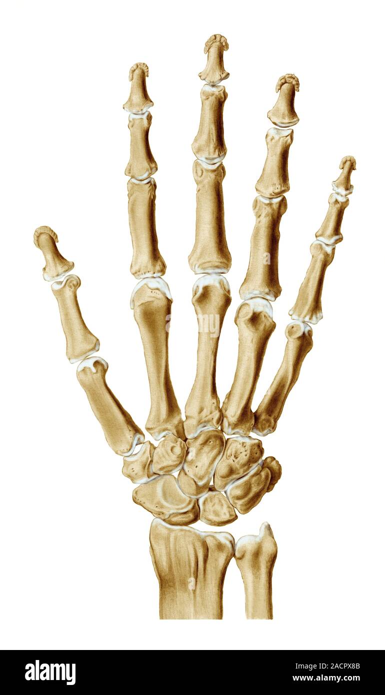Hand bones and cartilage. Artwork of the bones and cartilage (white ...