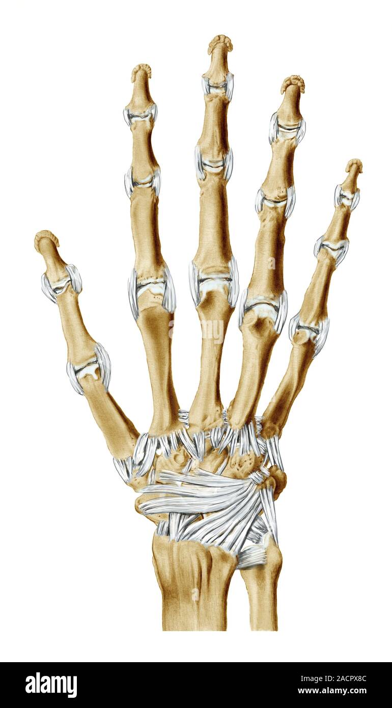Hand bones and ligaments. Artwork of the bones and ligaments (white ...