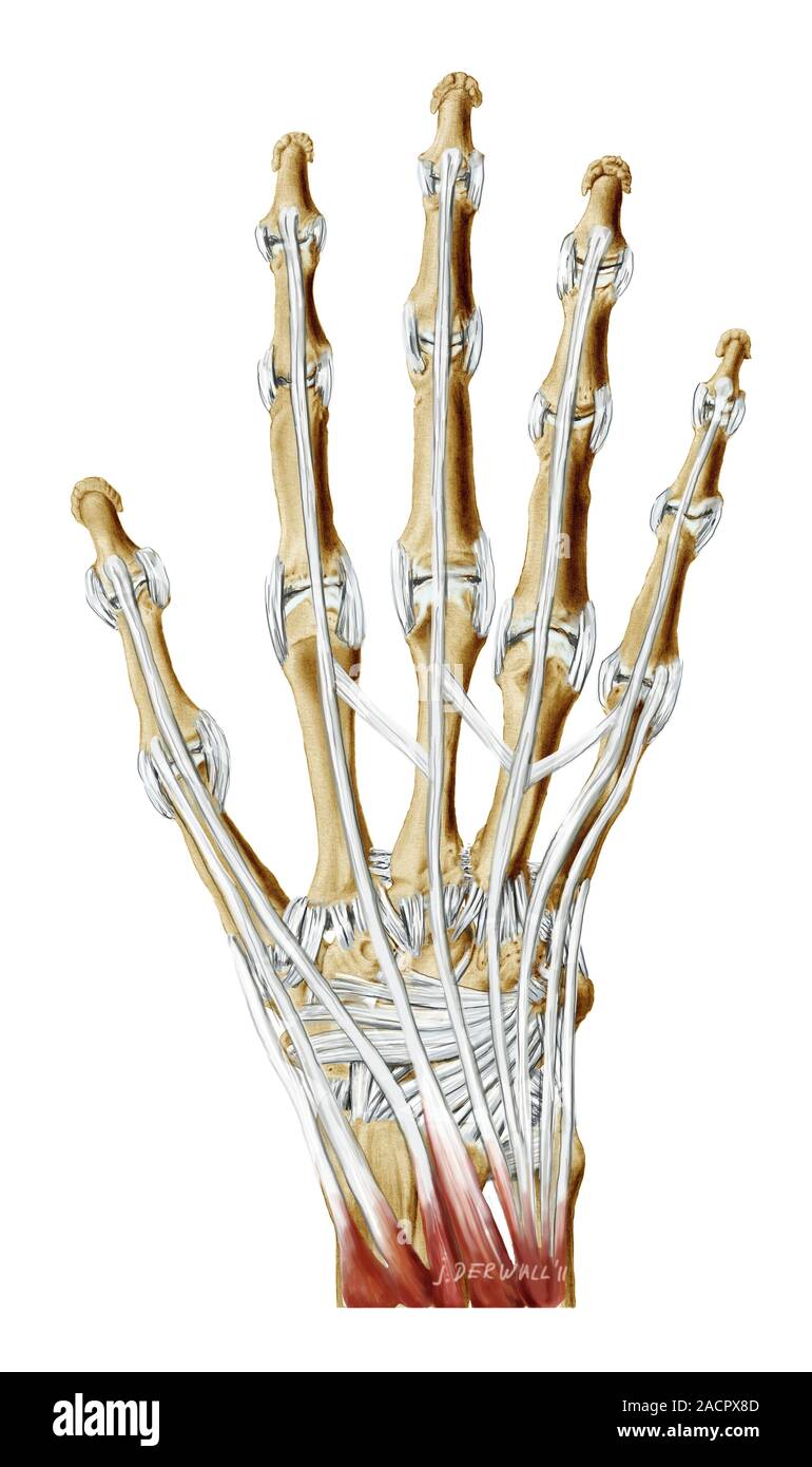 Hand ligaments and tendons. Artwork of the bones, ligaments (white ...