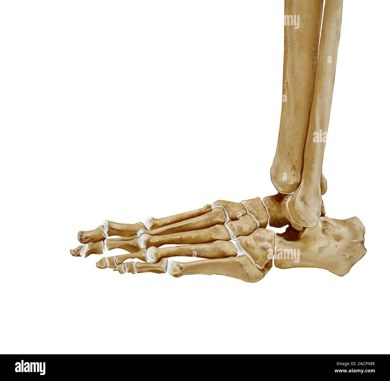Foot bones and cartilage. Artwork of the bones and cartilage (white ...