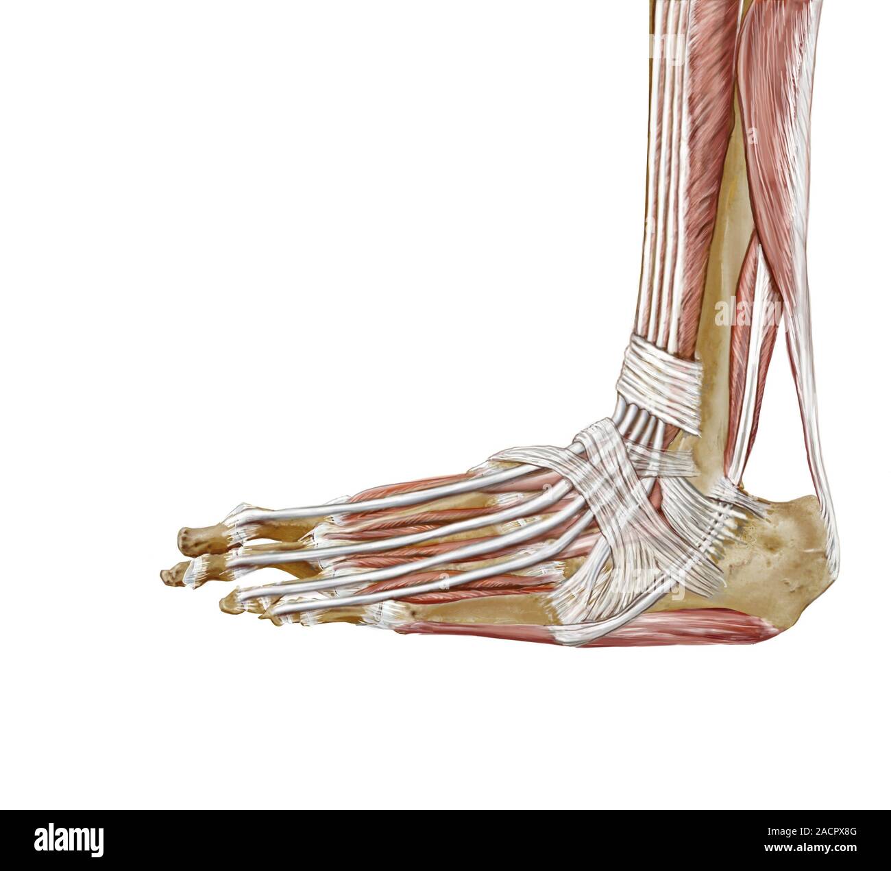 Foot ligaments and tendons. Artwork of the bones, ligaments (white ...
