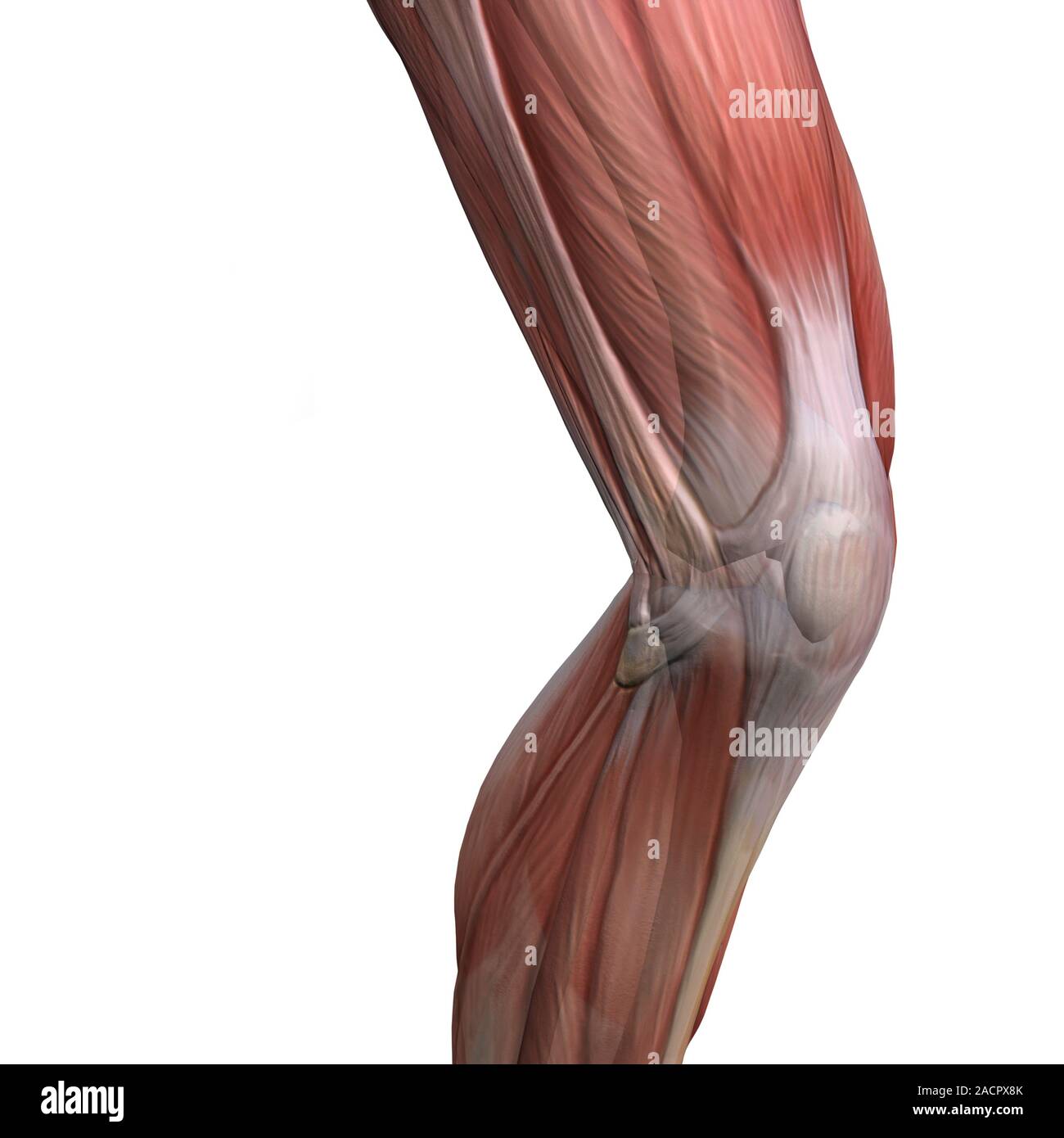 Knee muscles and bones. Artwork of an oblique lateral frontal view of ...