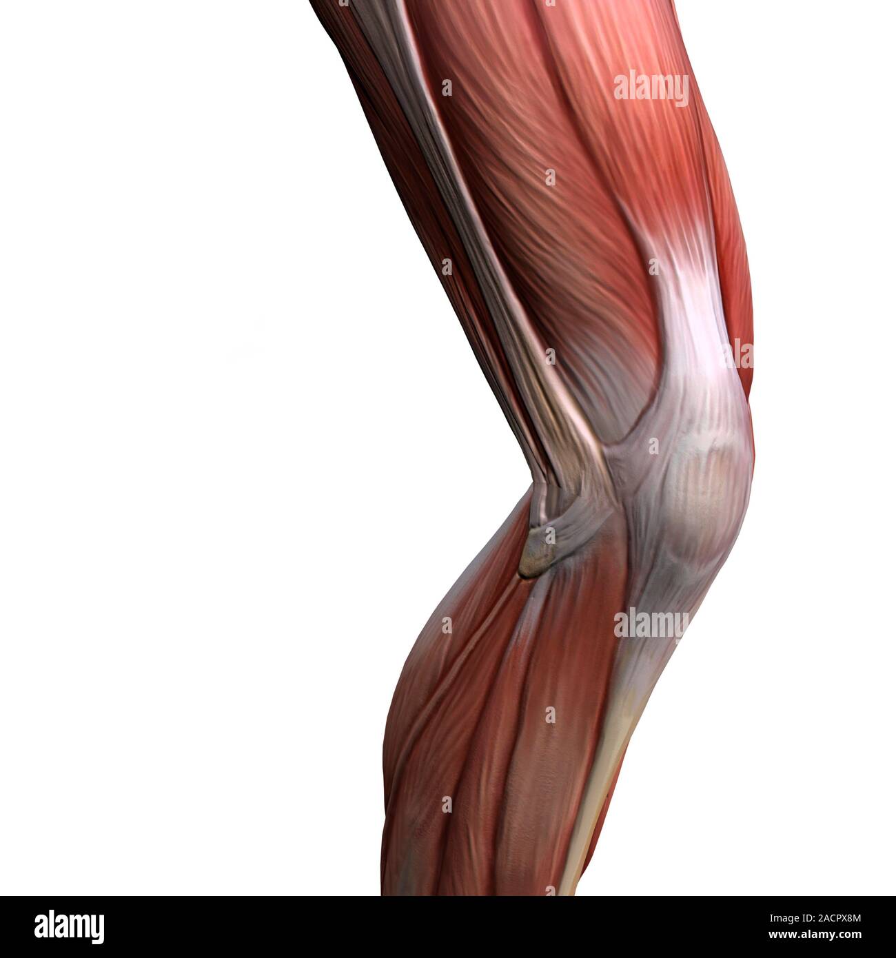 Knee muscles and bones. Artwork of an oblique lateral frontal view of ...
