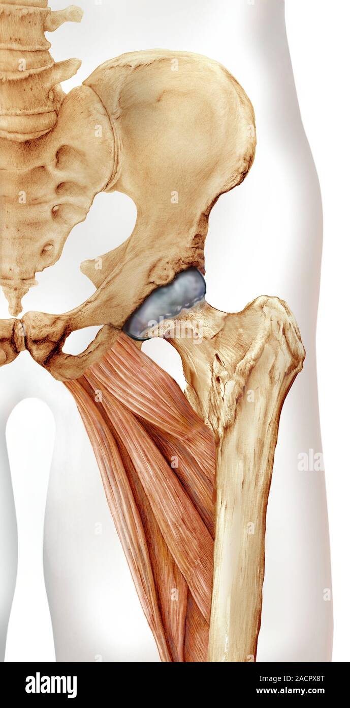 Hip bones and thigh muscles. Artwork of a frontal (anterior) view of ...
