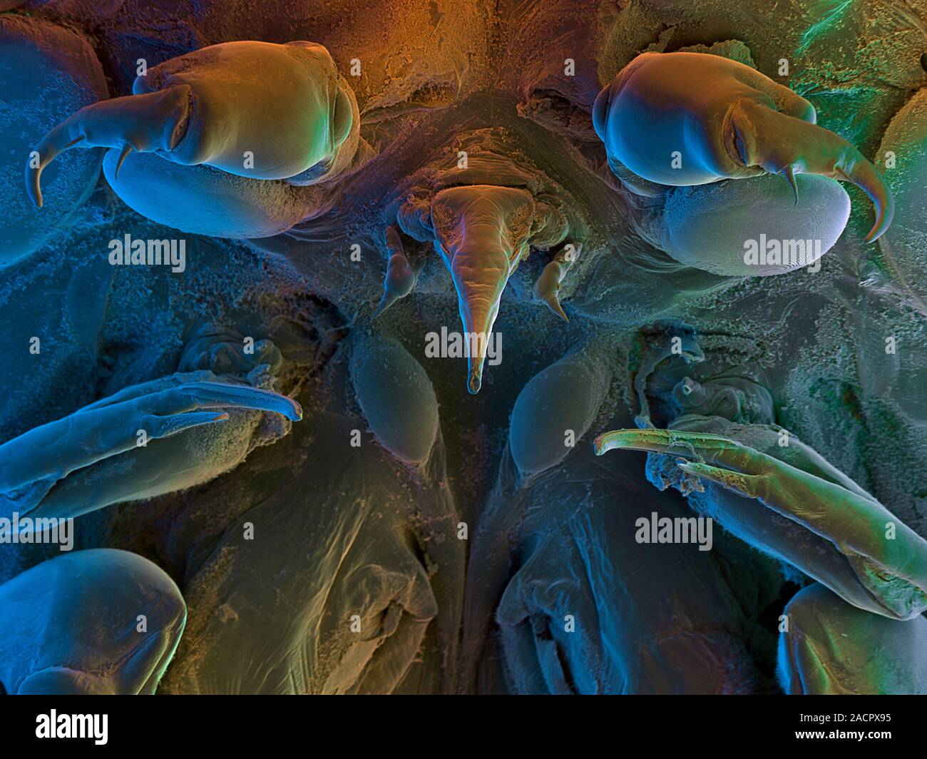 Pandarus copepod. Coloured scanning electron micrograph (SEM) of a ...