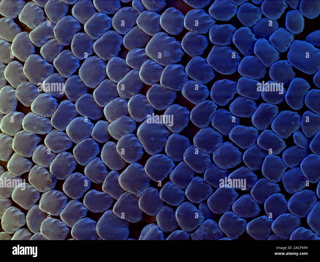 Shark skin. Coloured scanning electron micrograph (SEM) of scales on ...