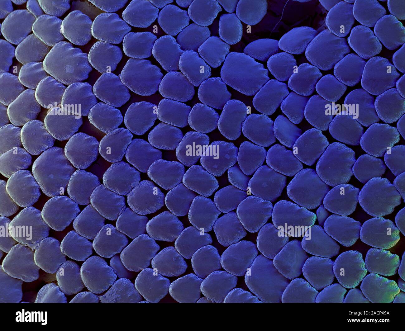 Shark skin. Coloured scanning electron micrograph (SEM) of scales on ...