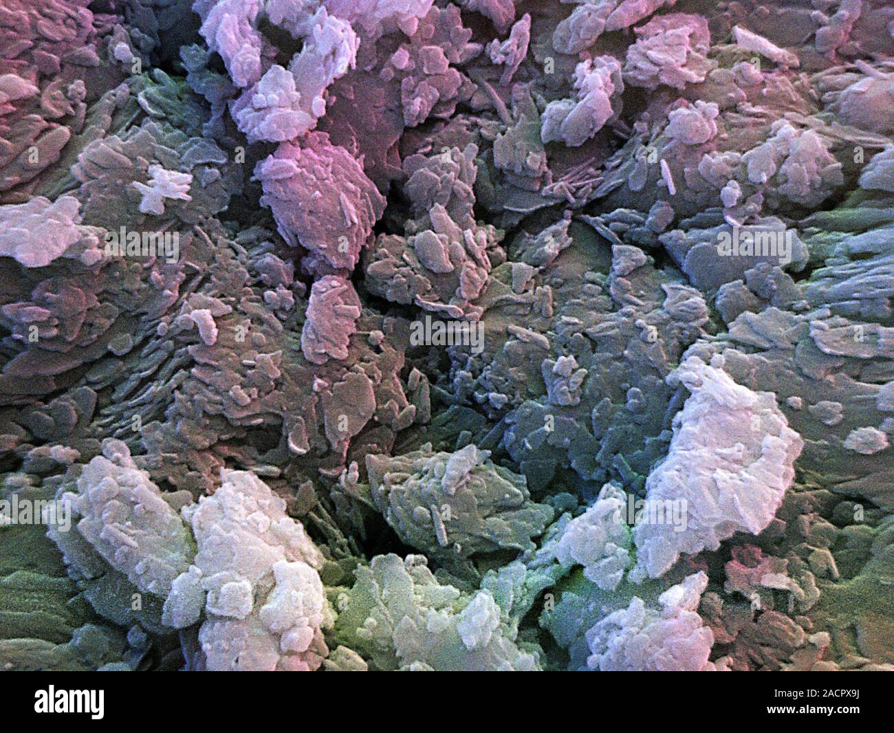 Zeolite particles. Coloured scanning electron micrograph (SEM) of ...