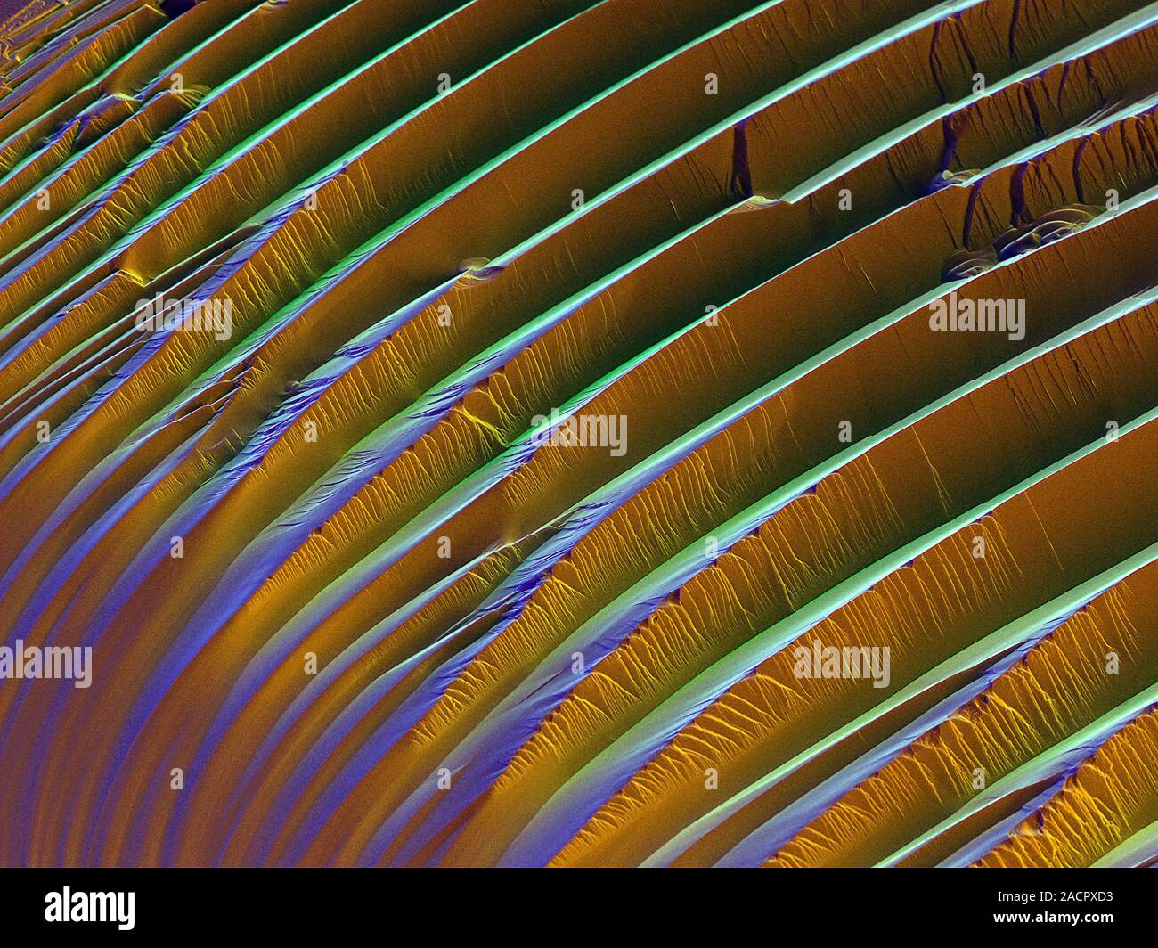 Damaged MEMS silicon wafer. Coloured scanning electron micrograph of a ...