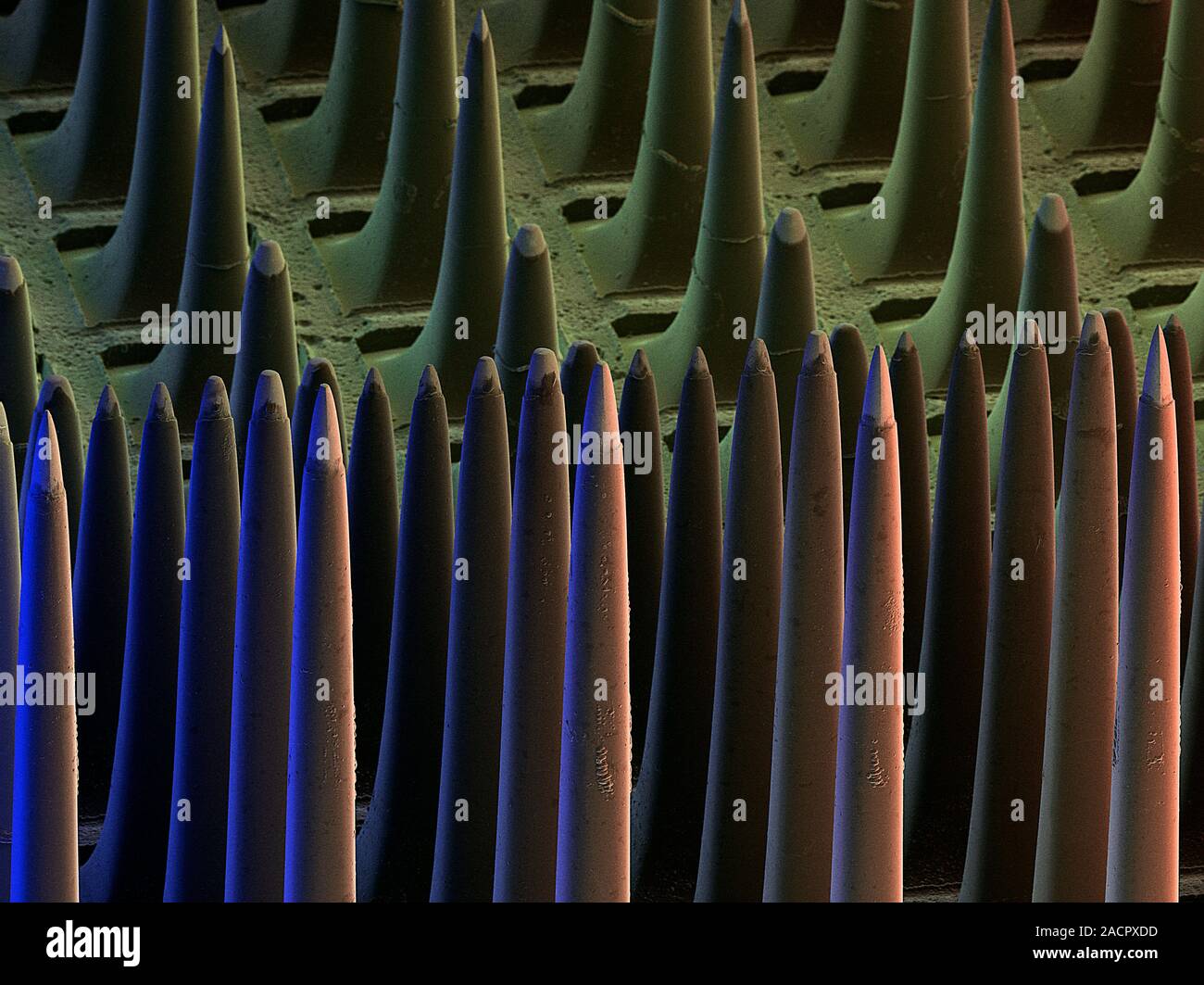 Mems Neural Interface Chip Coloured Scanning Electron Micrograph Of A Concave Electrode Array 