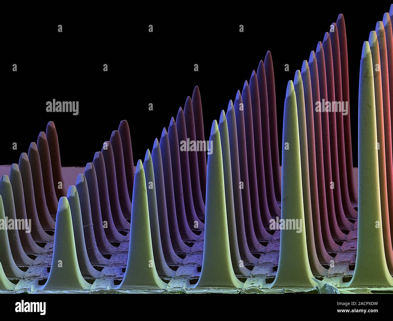 Mems Neural Interface Chip Coloured Scanning Electron Micrograph Of A