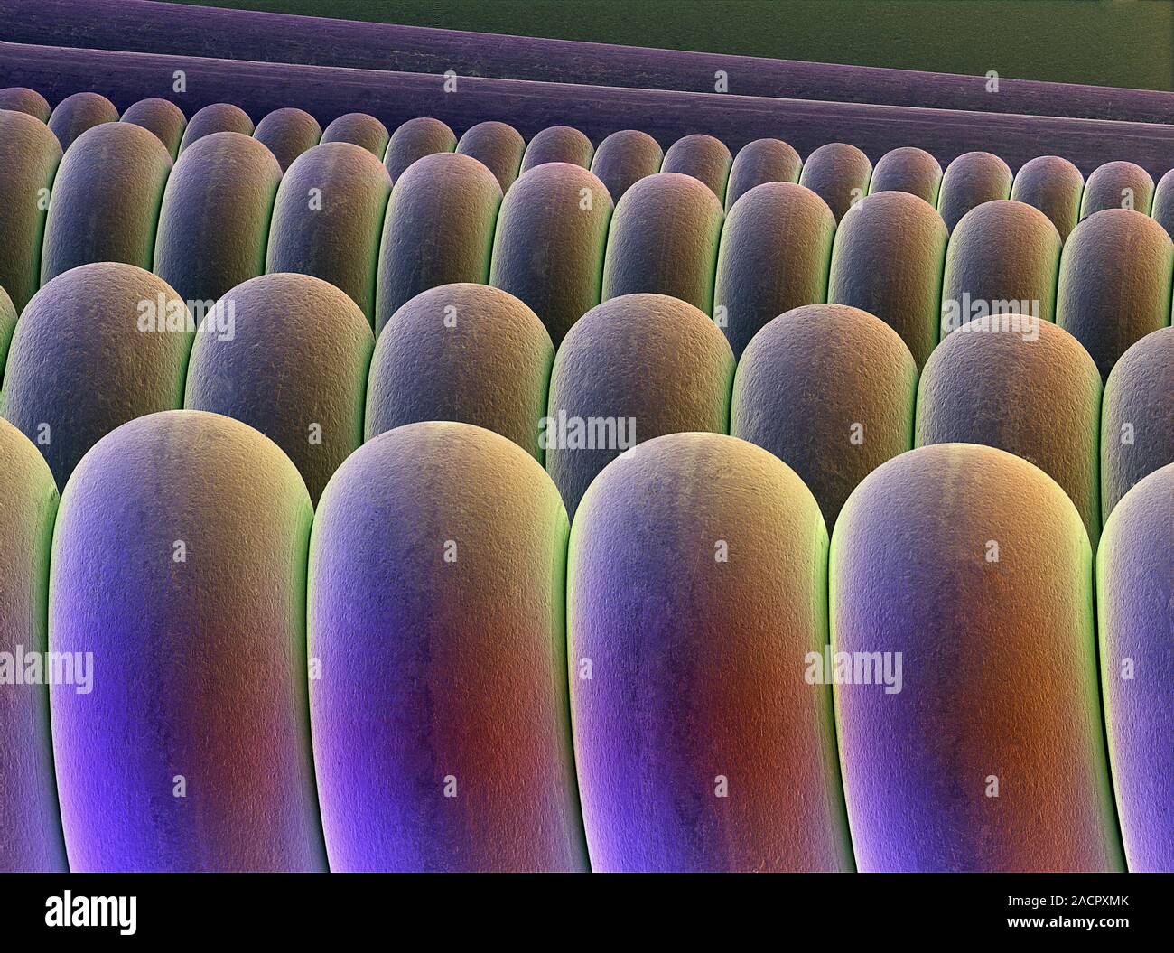 Guitar strings. Coloured scanning electron micrograph (SEM) of a set of ...