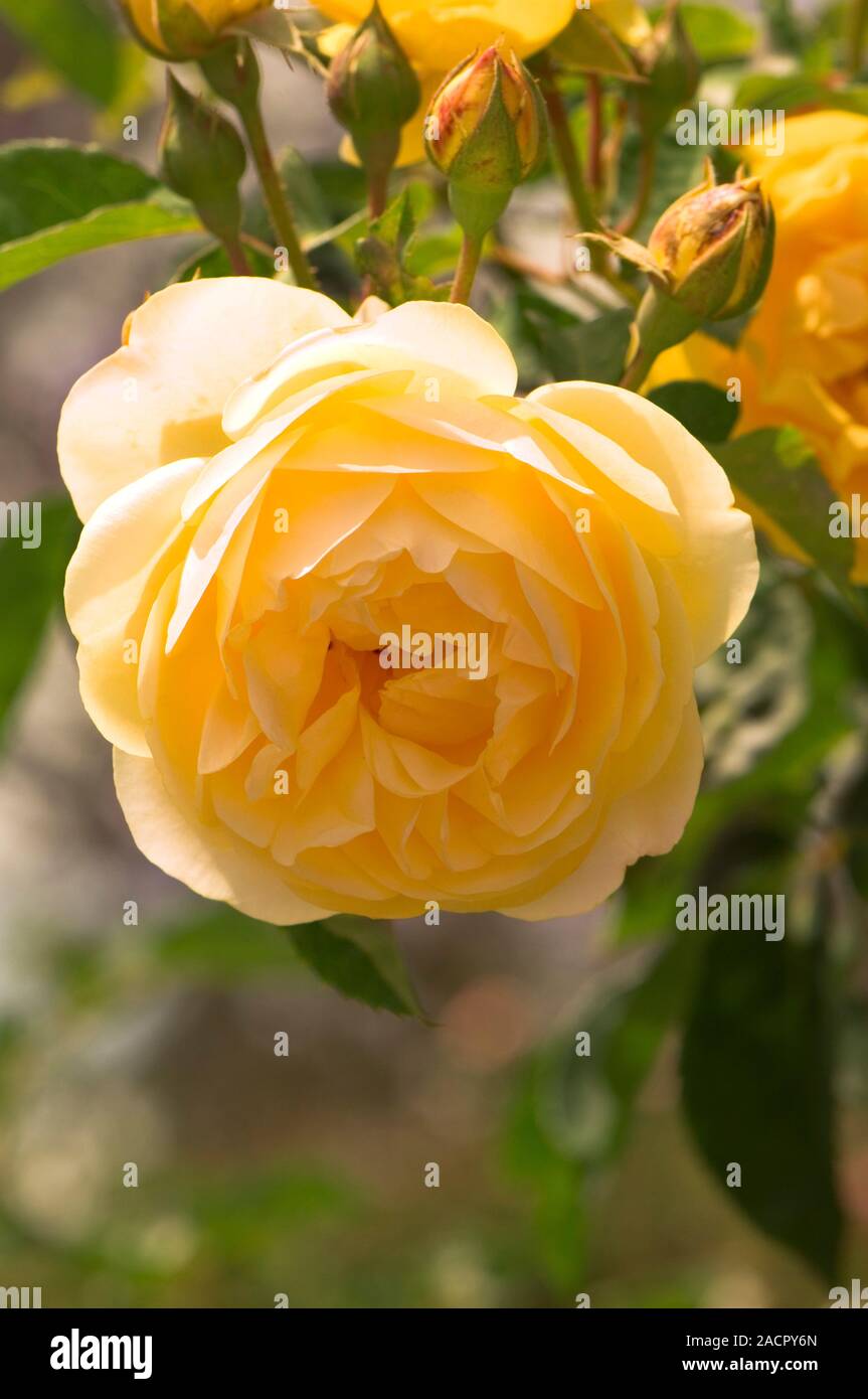 Rose (Rosa 'Graham Thomas') flowering in summer Stock Photo - Alamy