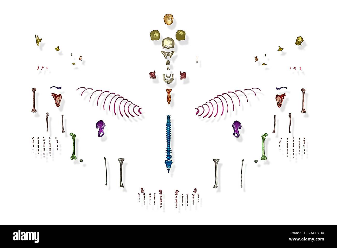 Bones of the human body, computer artwork Stock Photo - Alamy