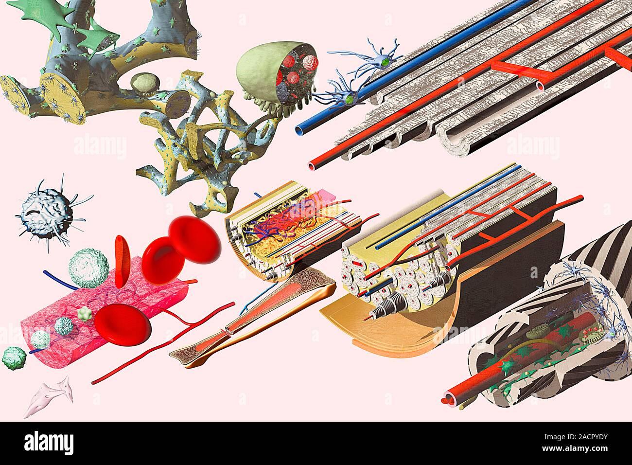 Human bone structure. Computer artwork showing all the different parts ...