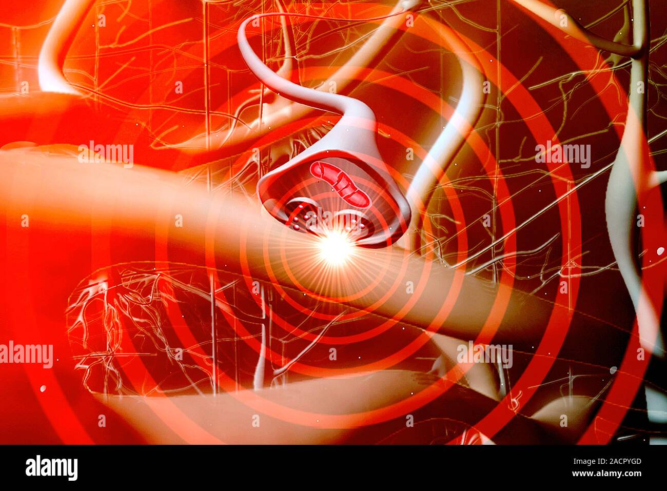 Synapse. Computer artwork of a synapse, the junction between nerve ...