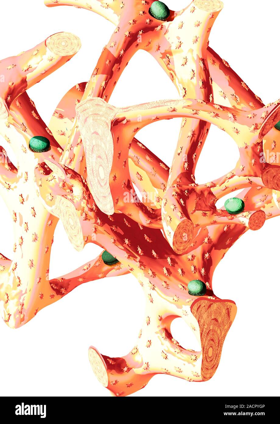 Bone structure. Computer artwork showing bone trabeculae. Trabeculae are the bars of bone that ...