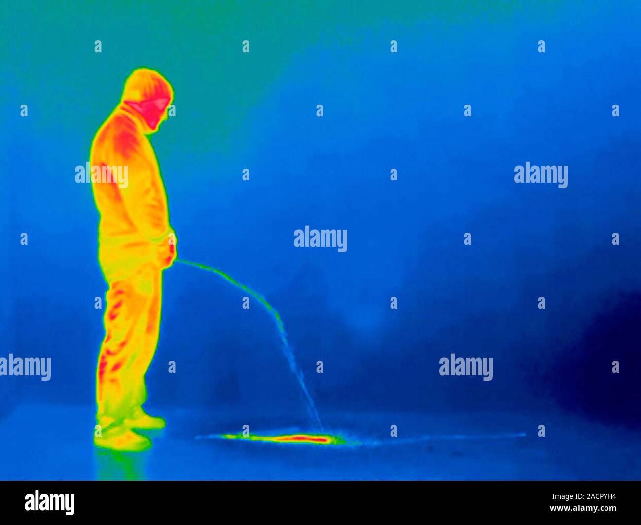 Man urinating, thermogram. The colours show variation in temperature ...