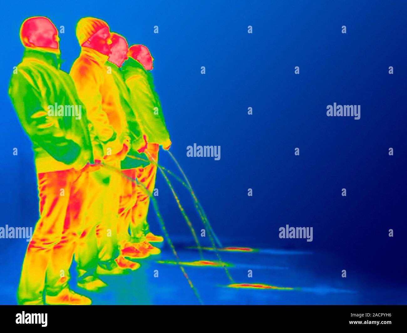 Men urinating, thermogram. The colours show variation in temperature ...