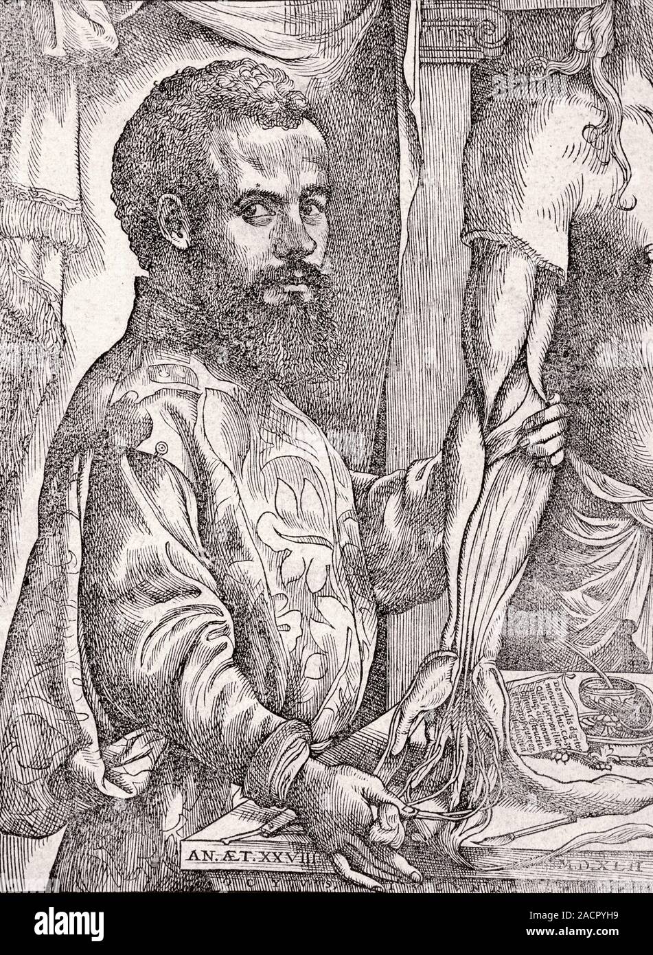 Andreas Vesalius (1514-1564), Belgian anatomist. Vesalius is displaying ...