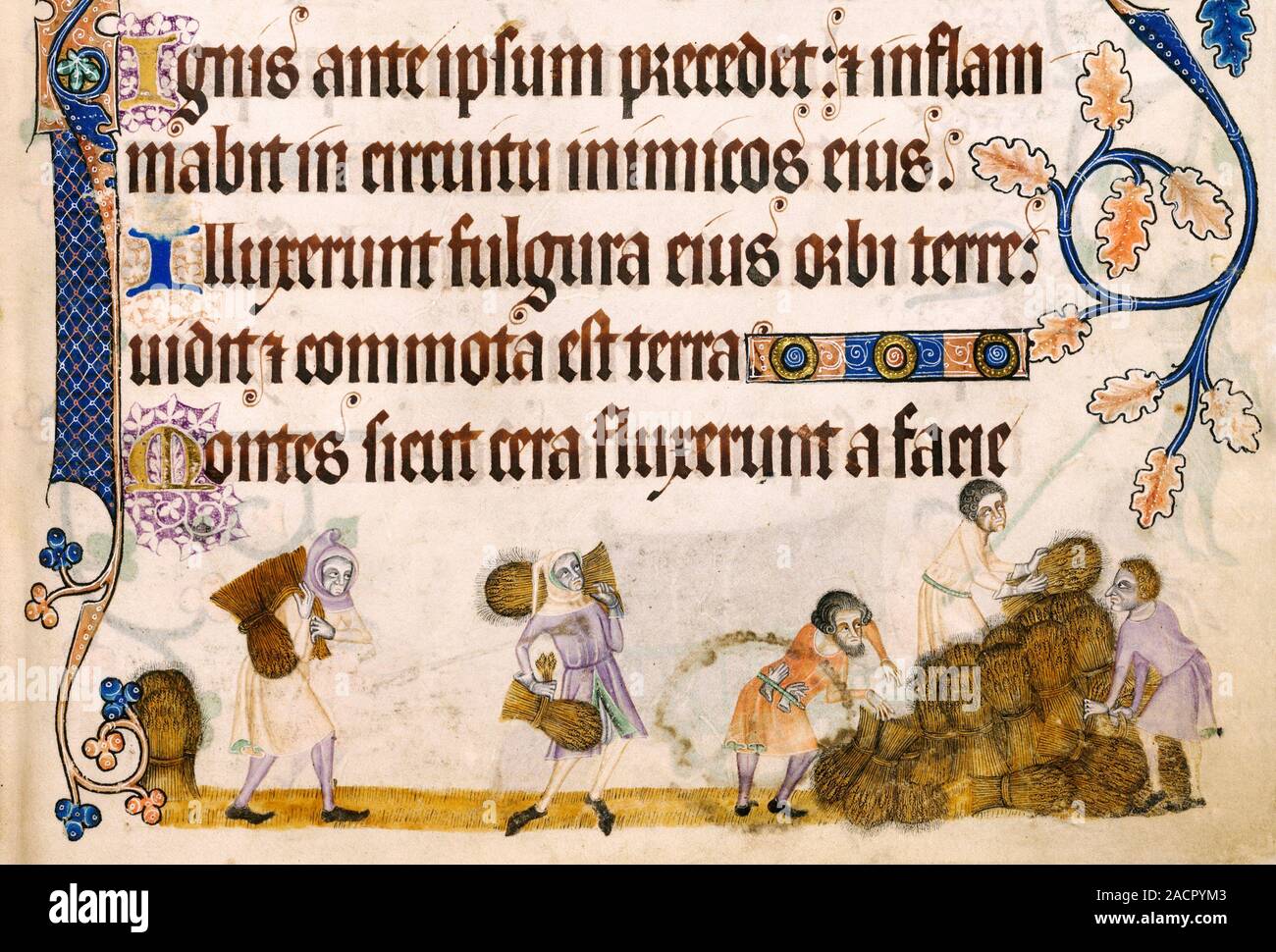 Medieval harvest. Border illustration from the 14th-century Luttrell ...