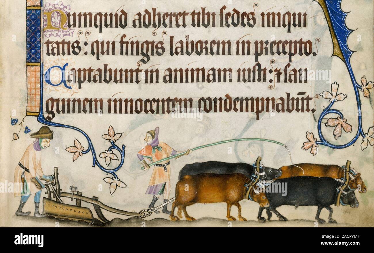Medieval ploughing. Border illustration from the 14th-century Luttrell ...