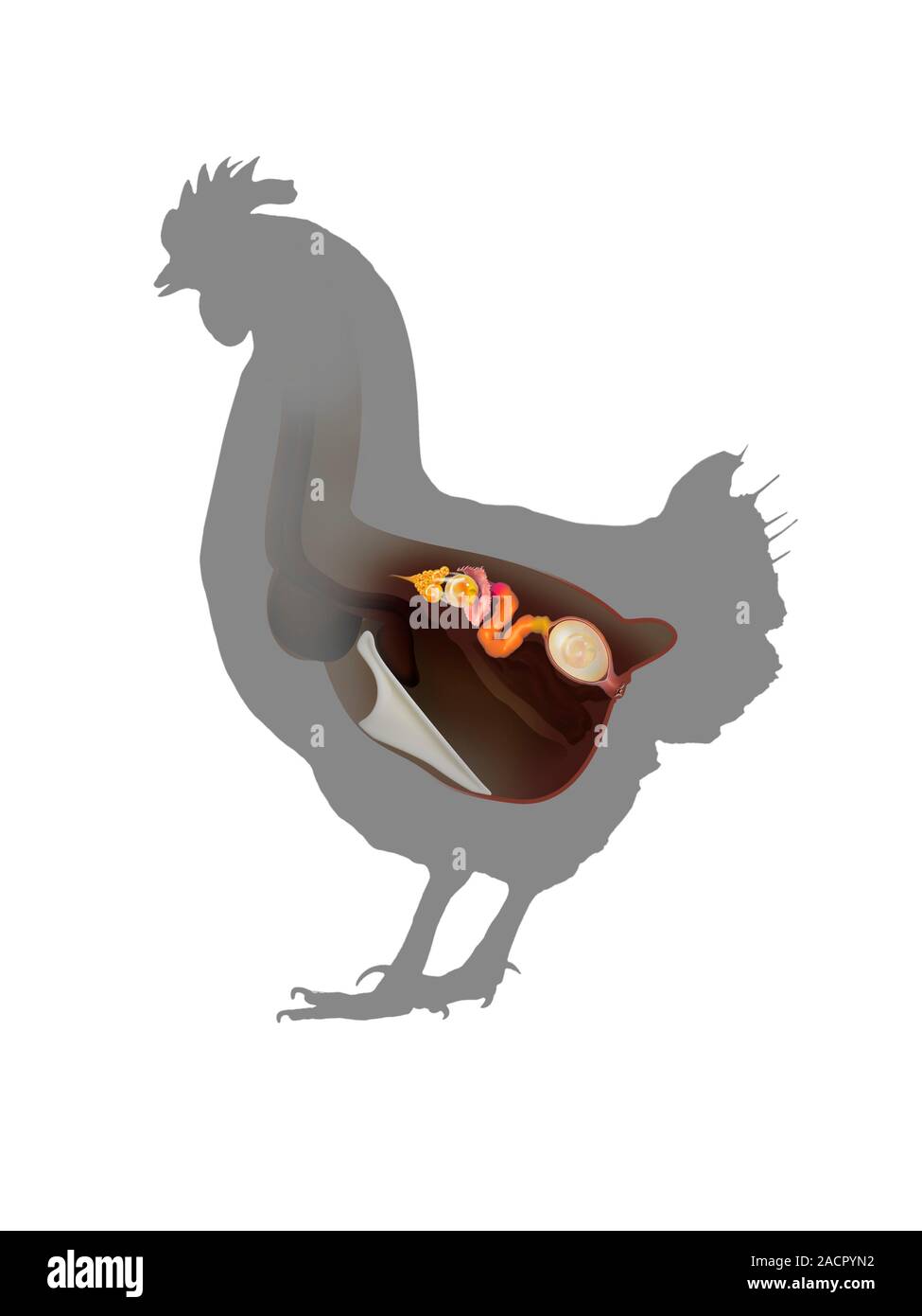 Hen's reproductive system. Computer artwork of the reproductive system ...