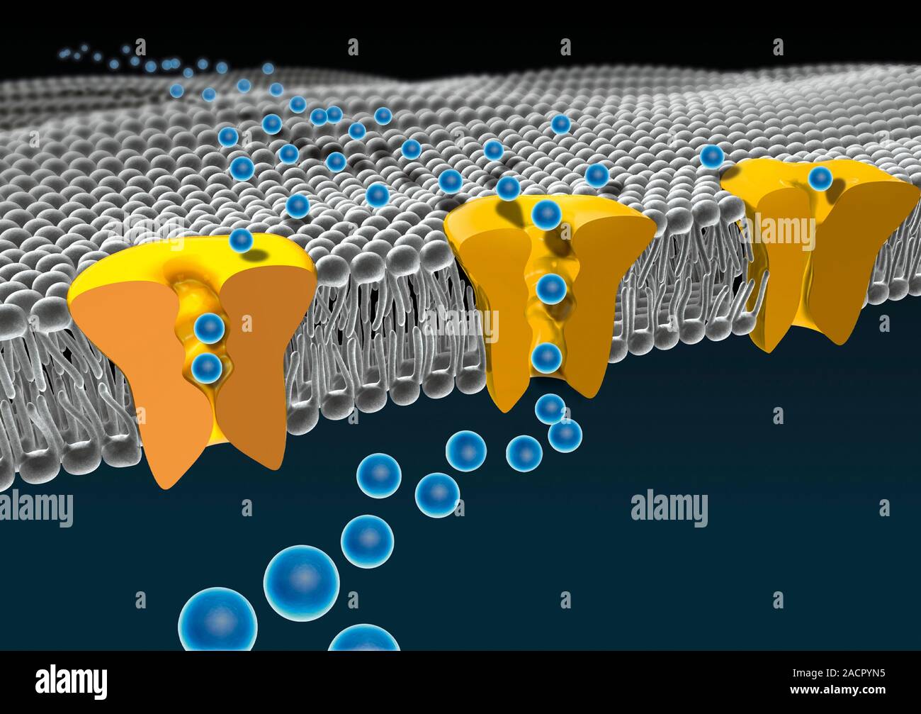Cell membrane ion channels. Computer artwork of a section through the ...