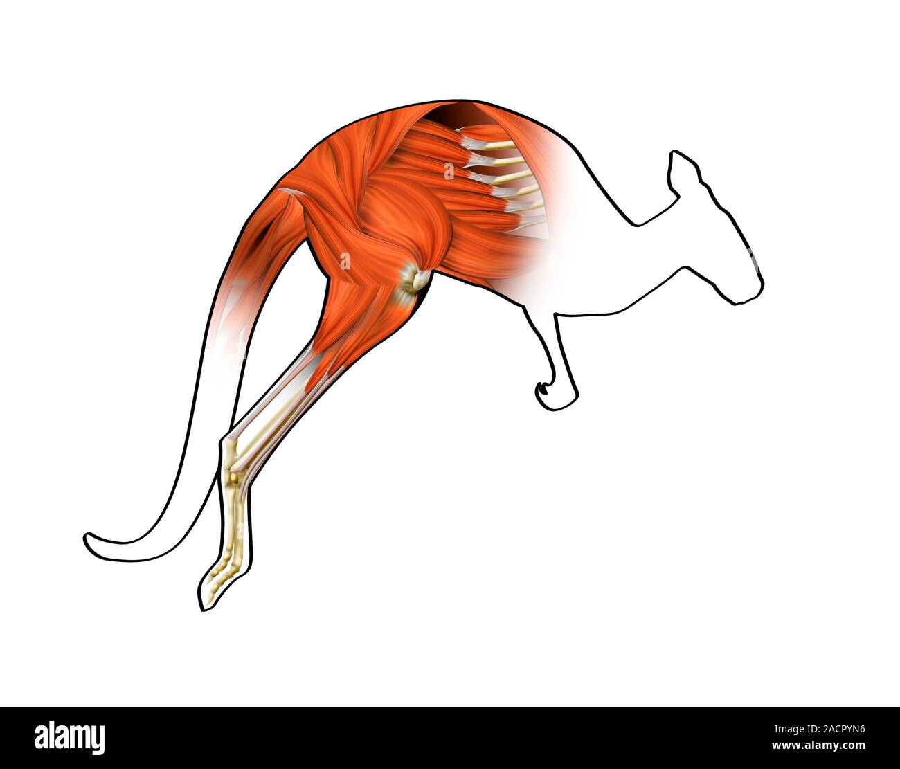 Kangaroo muscle structure. Computer artwork showing the muscle ...