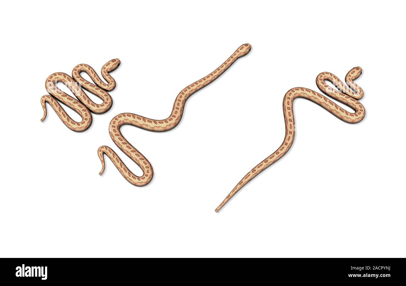 Snake movement. Computer artwork showing the undulatory locomotion ...
