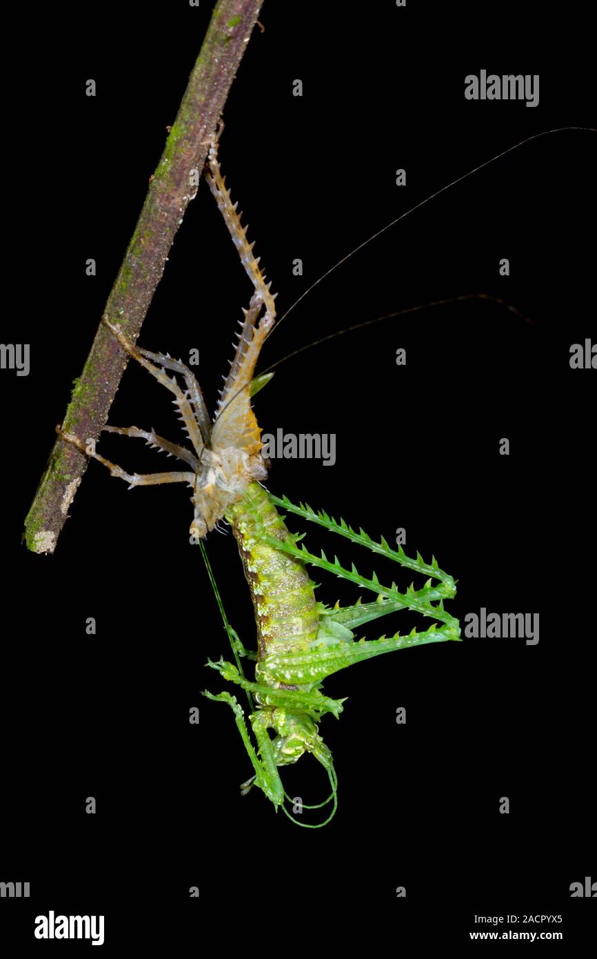 Bush cricket (family Tettigoniidae) shedding its skin. Photographed in ...