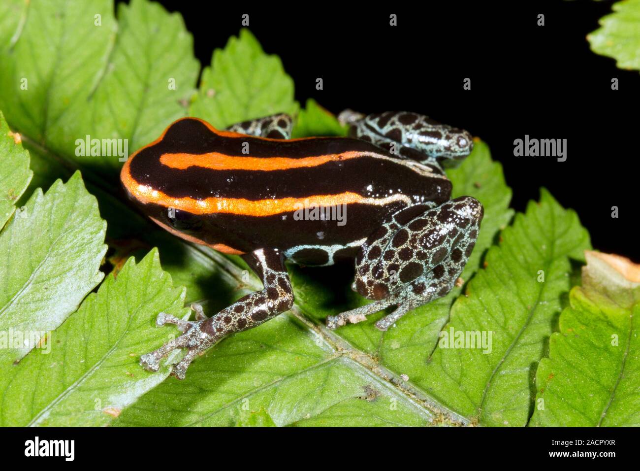 Reticulated poison frog on a leaf. The reticulated poison frog ...