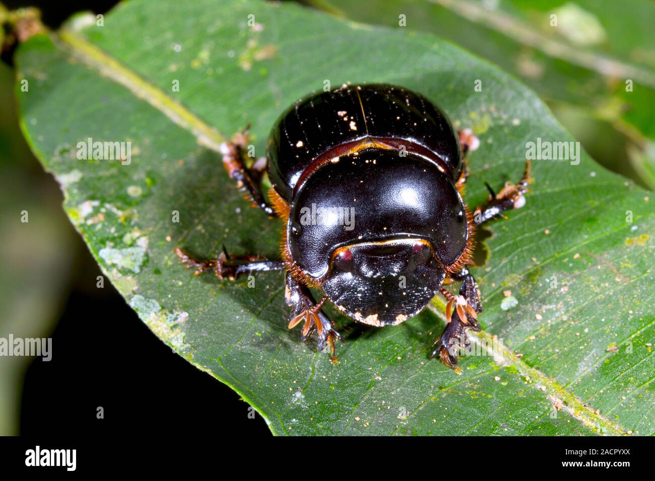 Tropical scarab beetle (family Scarabaeidae) on a leaf. Photographed in ...