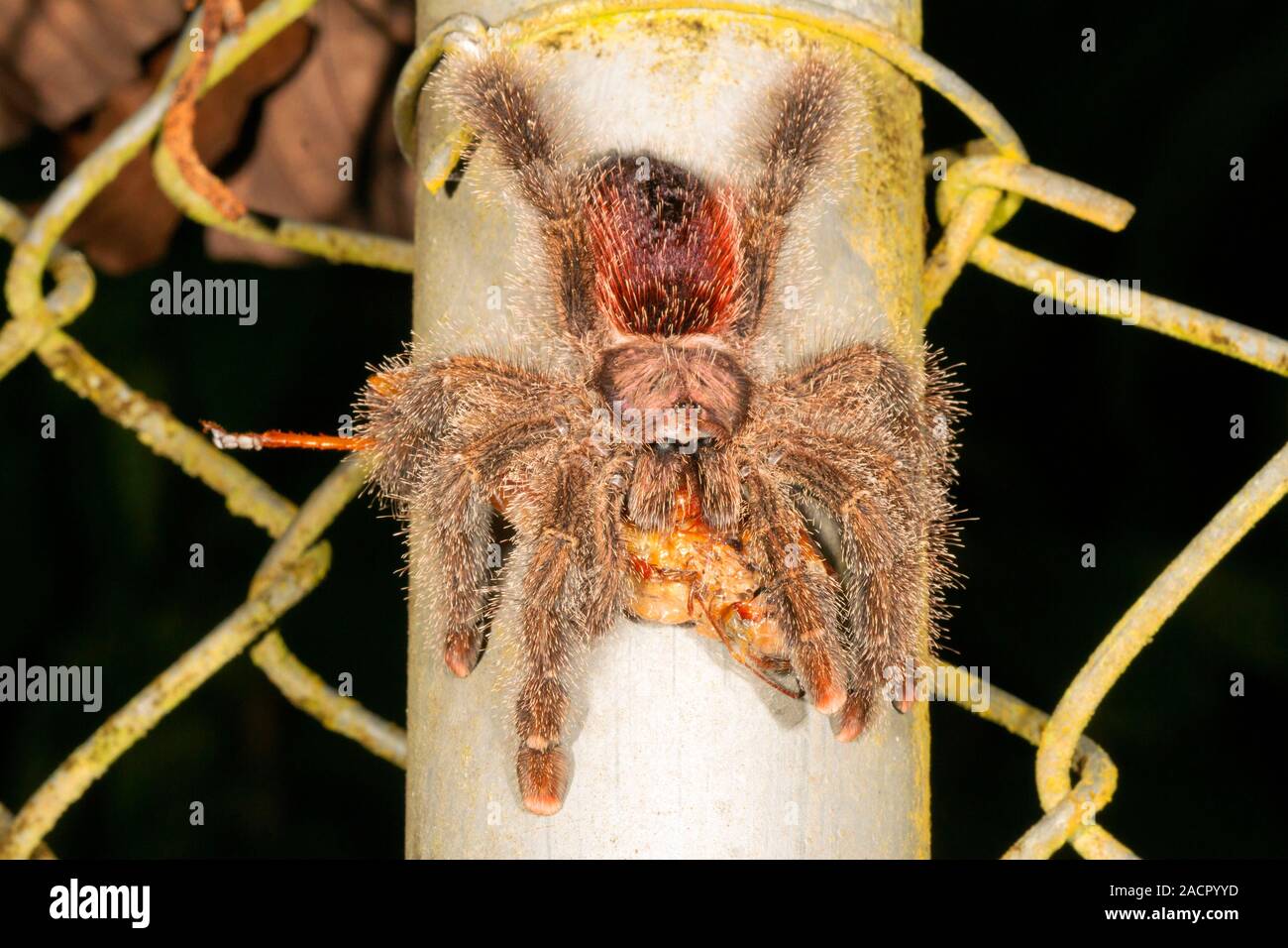 Tarantula on a fence. Large tarantula (family Theraphosidae) on a fence ...