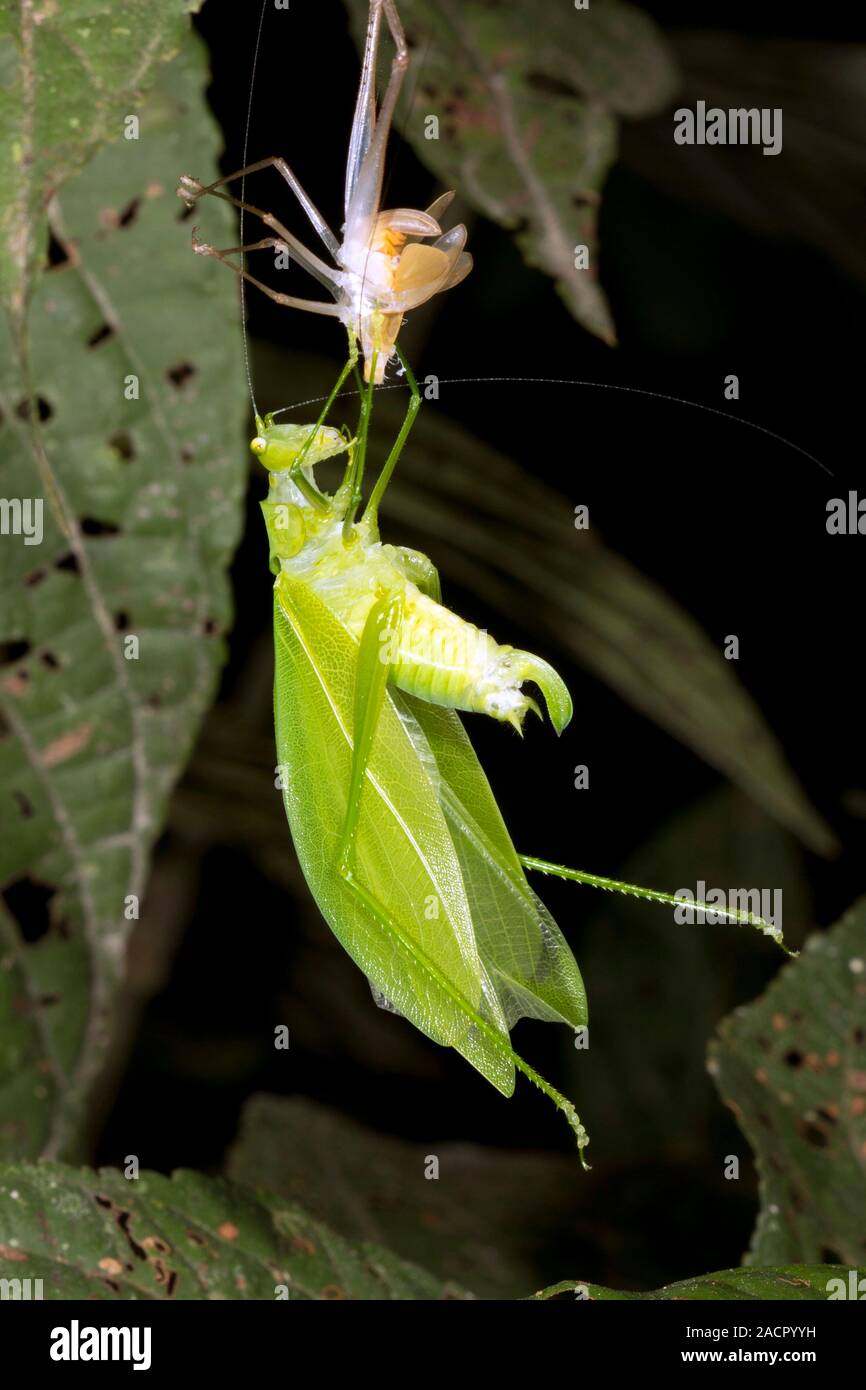 Bush cricket (family Tettigoniidae) shedding its skin. Photographed in ...