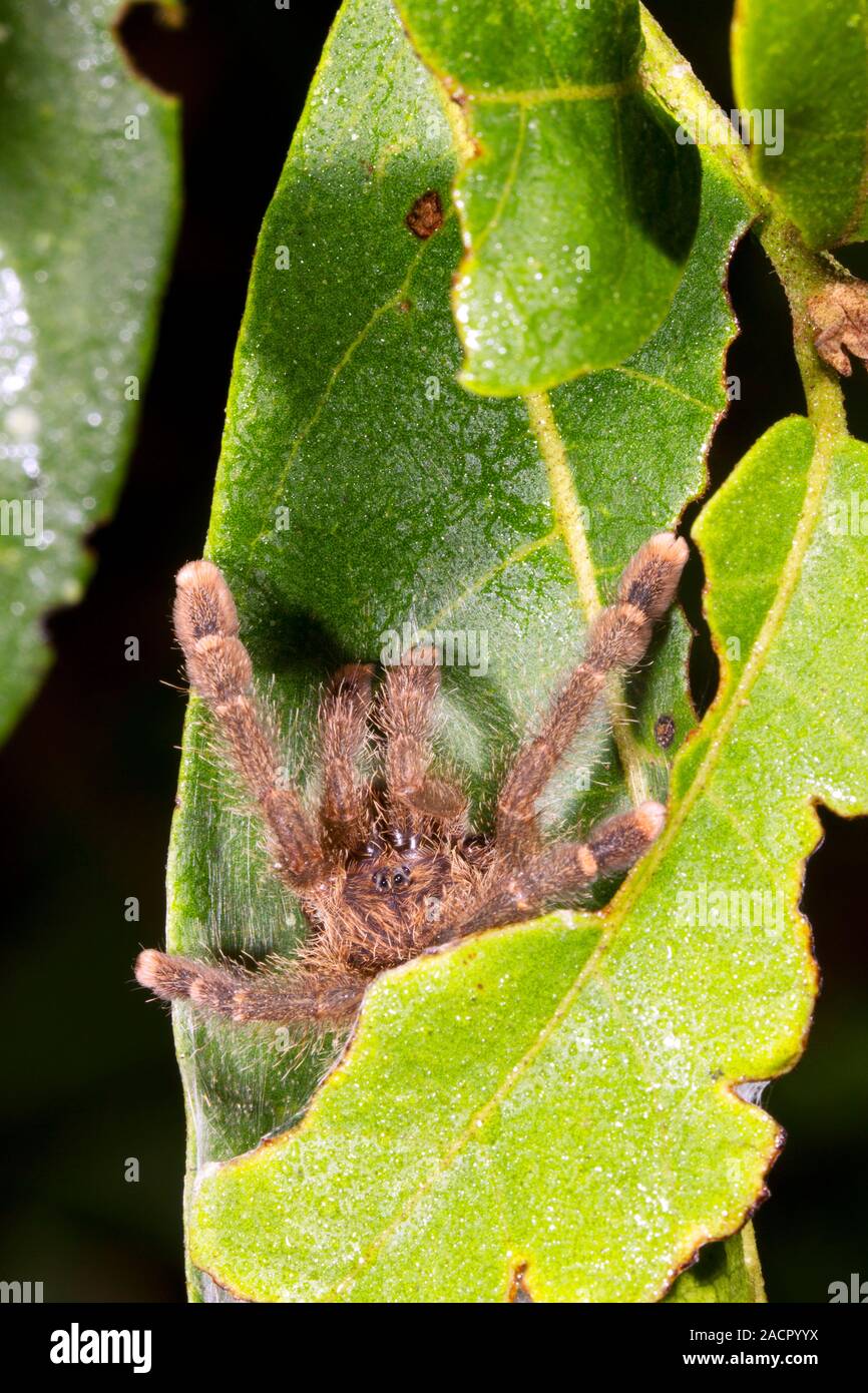 Tarantula with its nest. Large tarantula (family Theraphosidae) at the ...