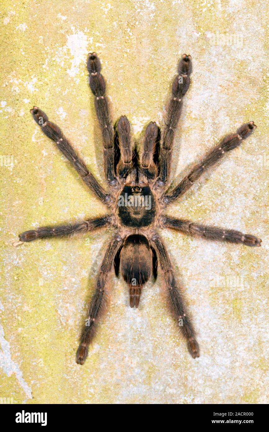 Tarantula. View of the upper side of a tarantula (family Theraphosidae ...
